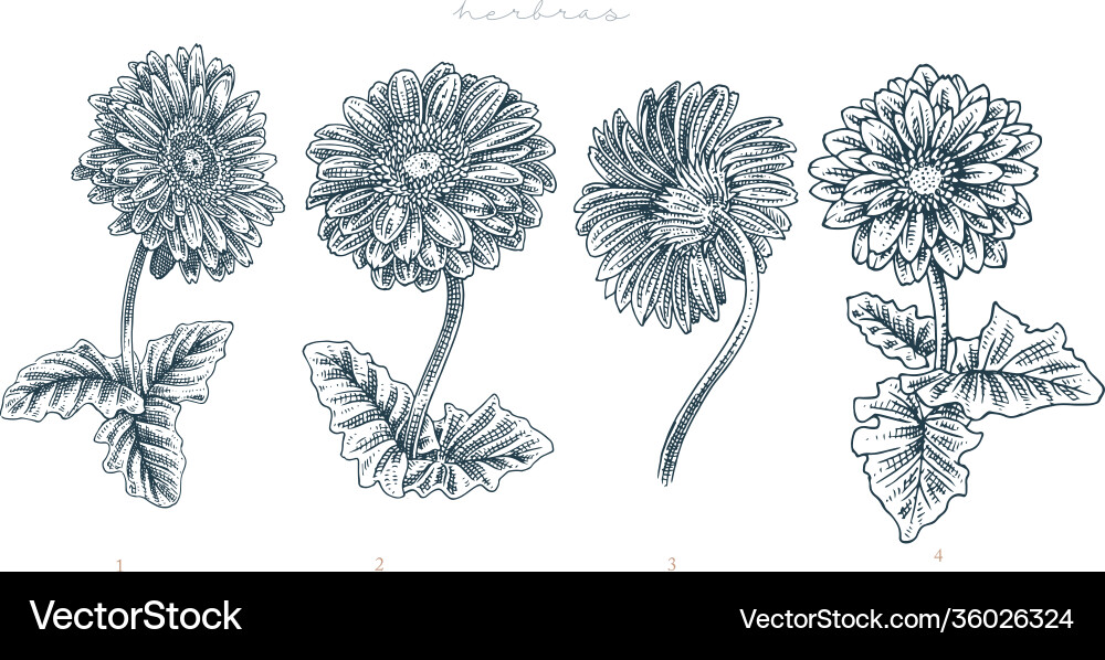 Vintage garbera flower det Royalty Free Vector Image