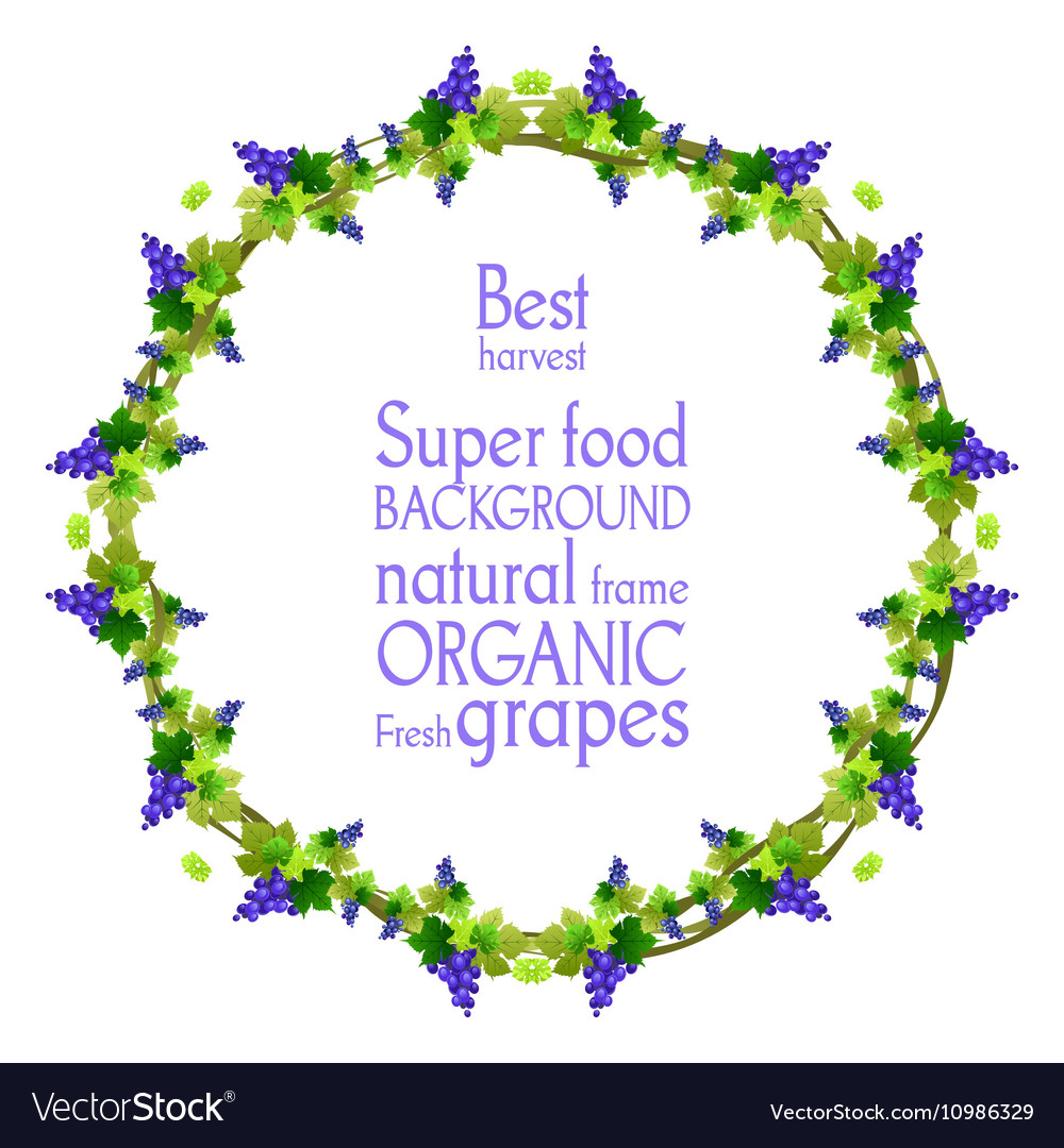 Blue grape frame Royalty Free Vector Image - VectorStock
