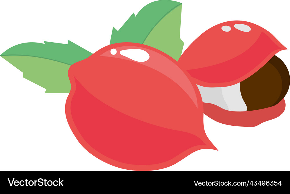 Guarana fruit icon Royalty Free Vector Image - VectorStock