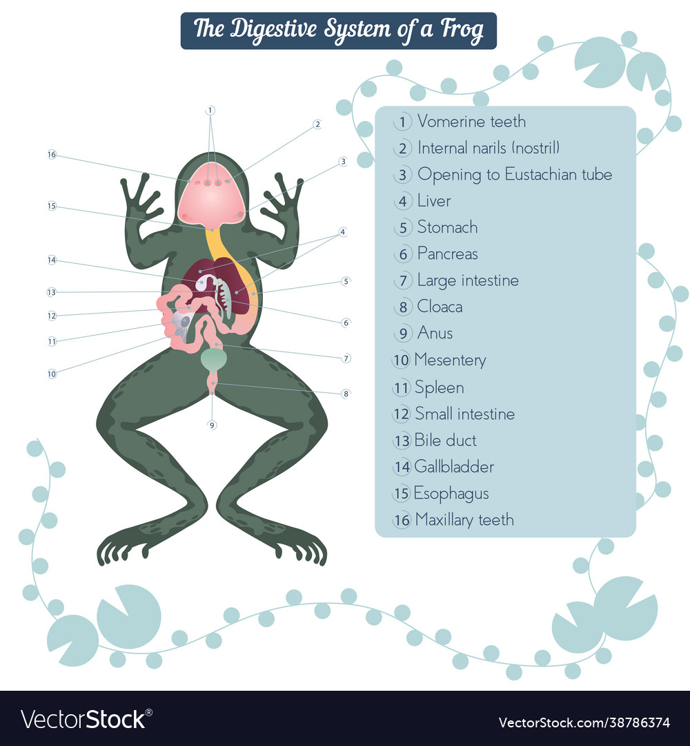 Anatomy For Dissected Body Frog Diagram Royalty Free Vector