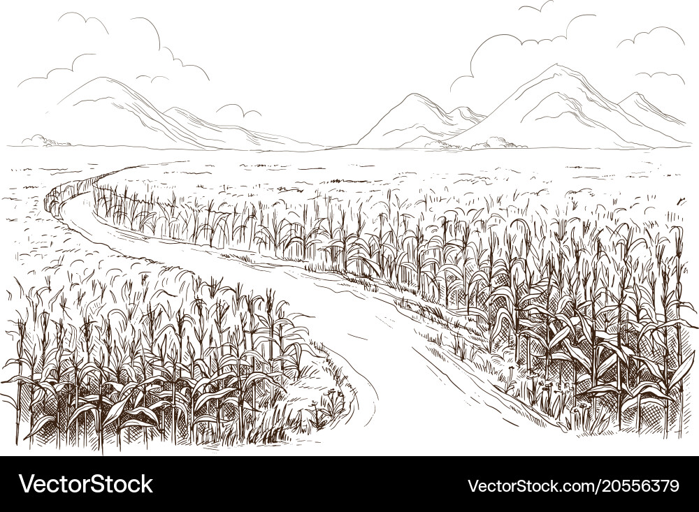 Cornfield grain stalk sketch Royalty Free Vector Image