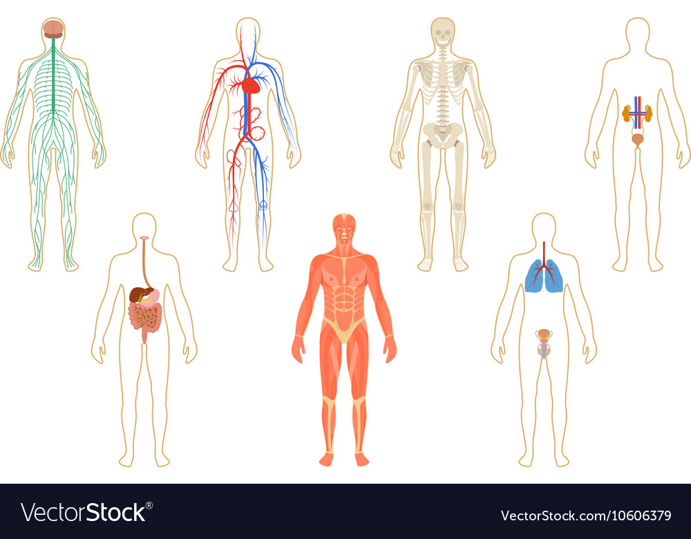 Set of human organs and systems Royalty Free Vector Image