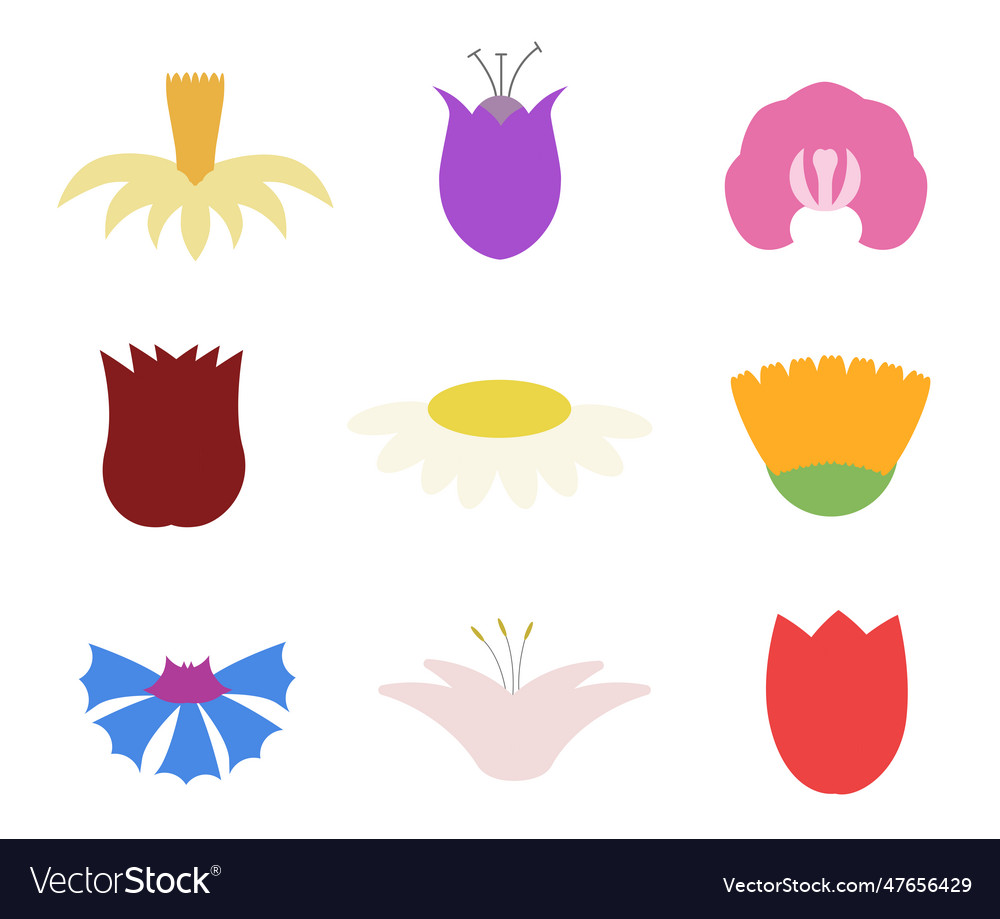 Simple colorful flowers botanical nature modern Vector Image