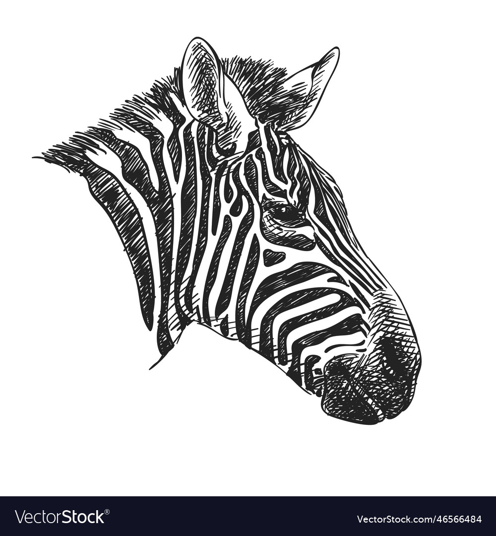 Zebra Royalty Free Vector Image - VectorStock