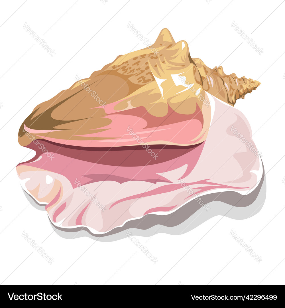 Realistic seashell isolated on a white background Vector Image