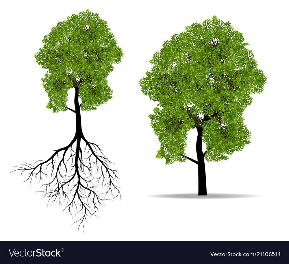 Big tree with root Royalty Free Vector Image - VectorStock