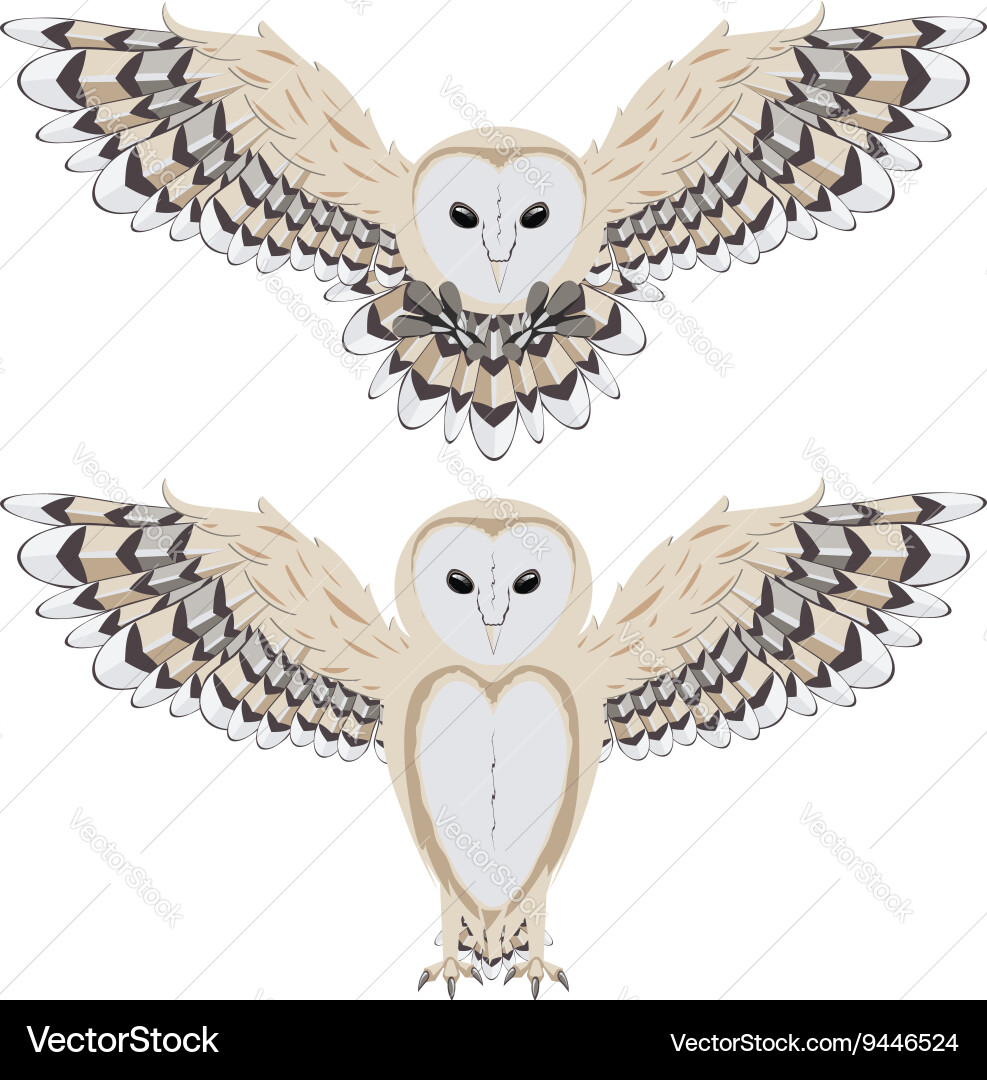 Cartoon Barn Owl2 Royalty Free Vector Image - VectorStock