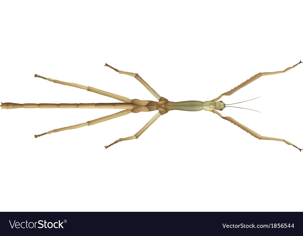 Stick insect Royalty Free Vector Image - VectorStock