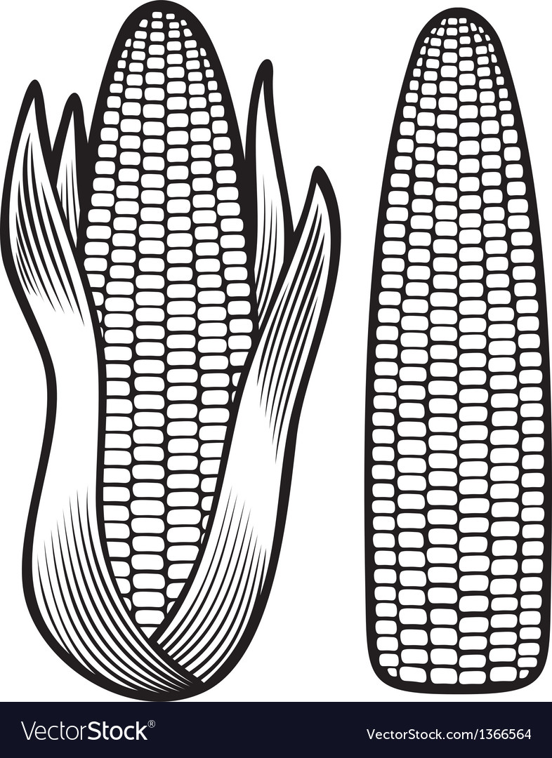Corn Royalty Free Vector Image - VectorStock