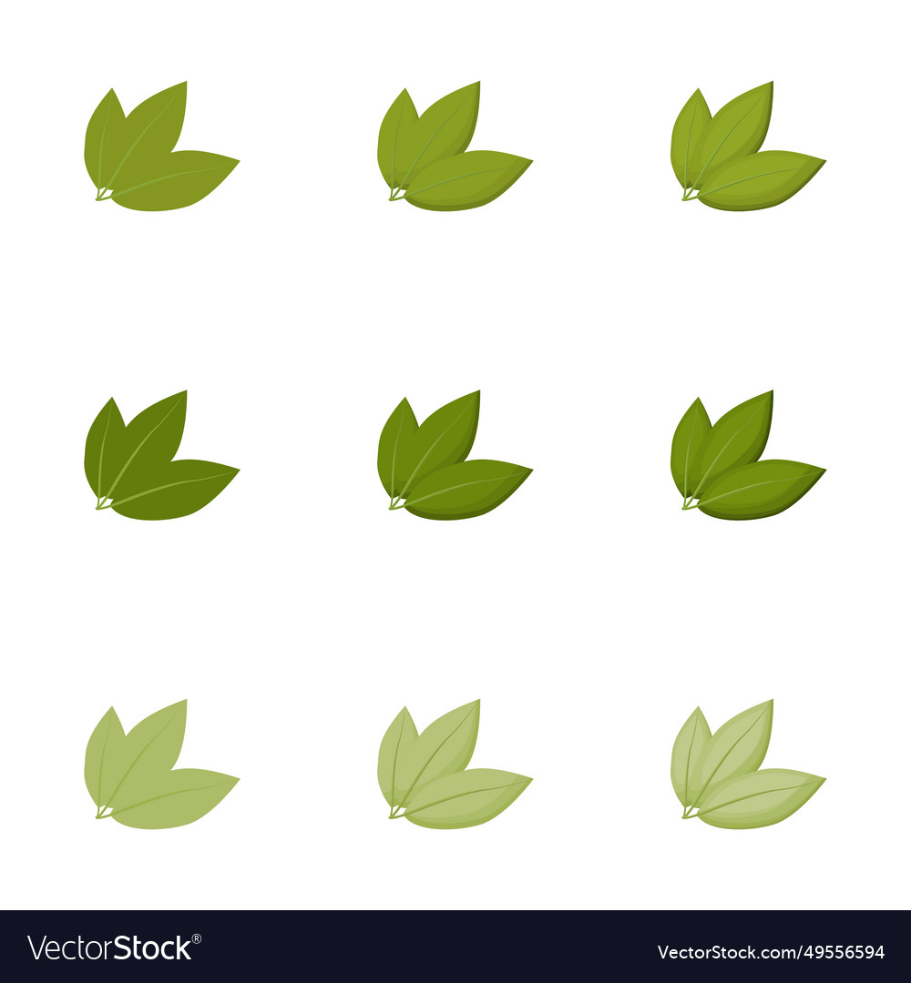 Bay leaf Royalty Free Vector Image - VectorStock
