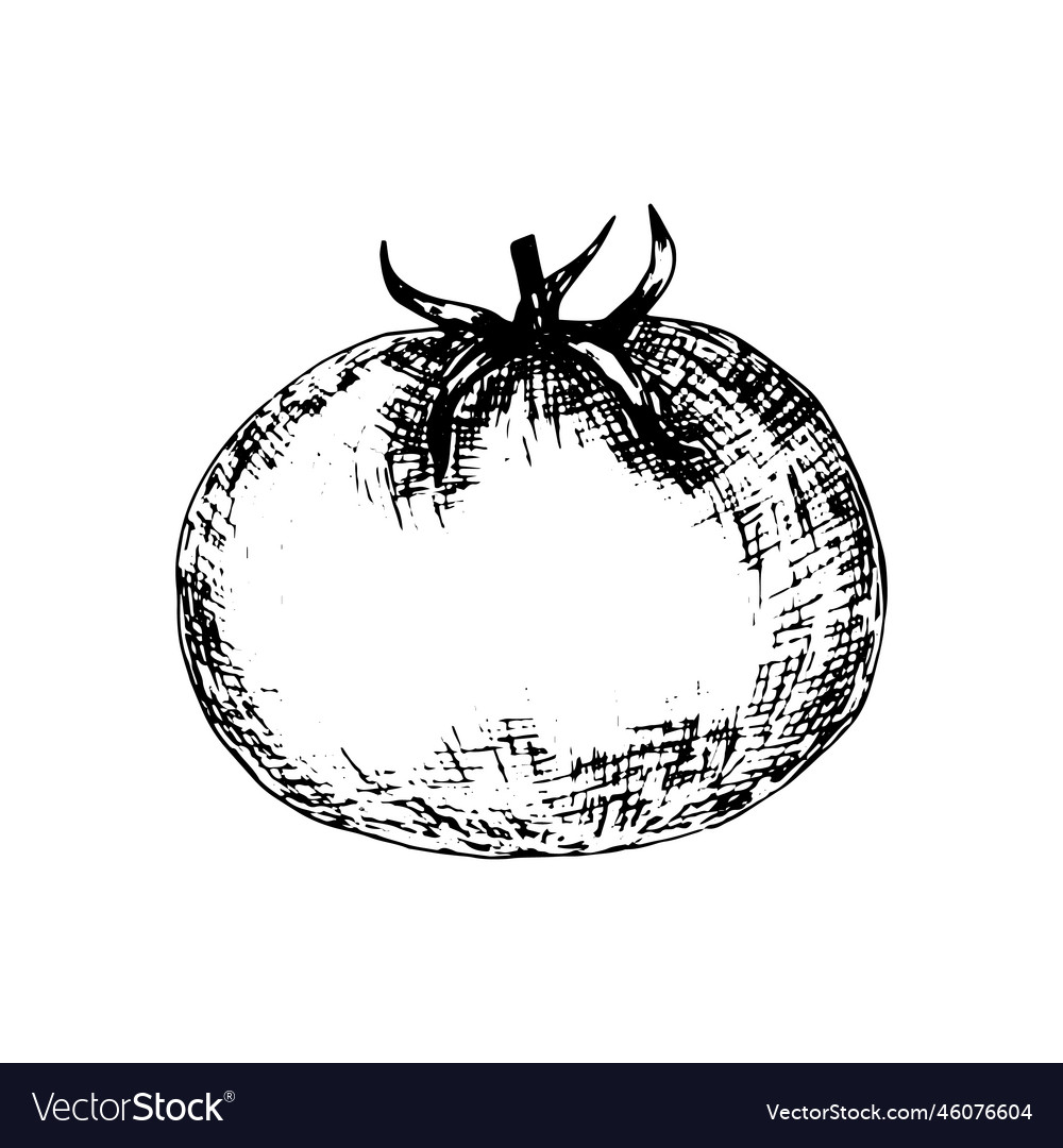 Tomato grafic sketch Royalty Free Vector Image Tomato grafic sketch Royalty Free Vector Image