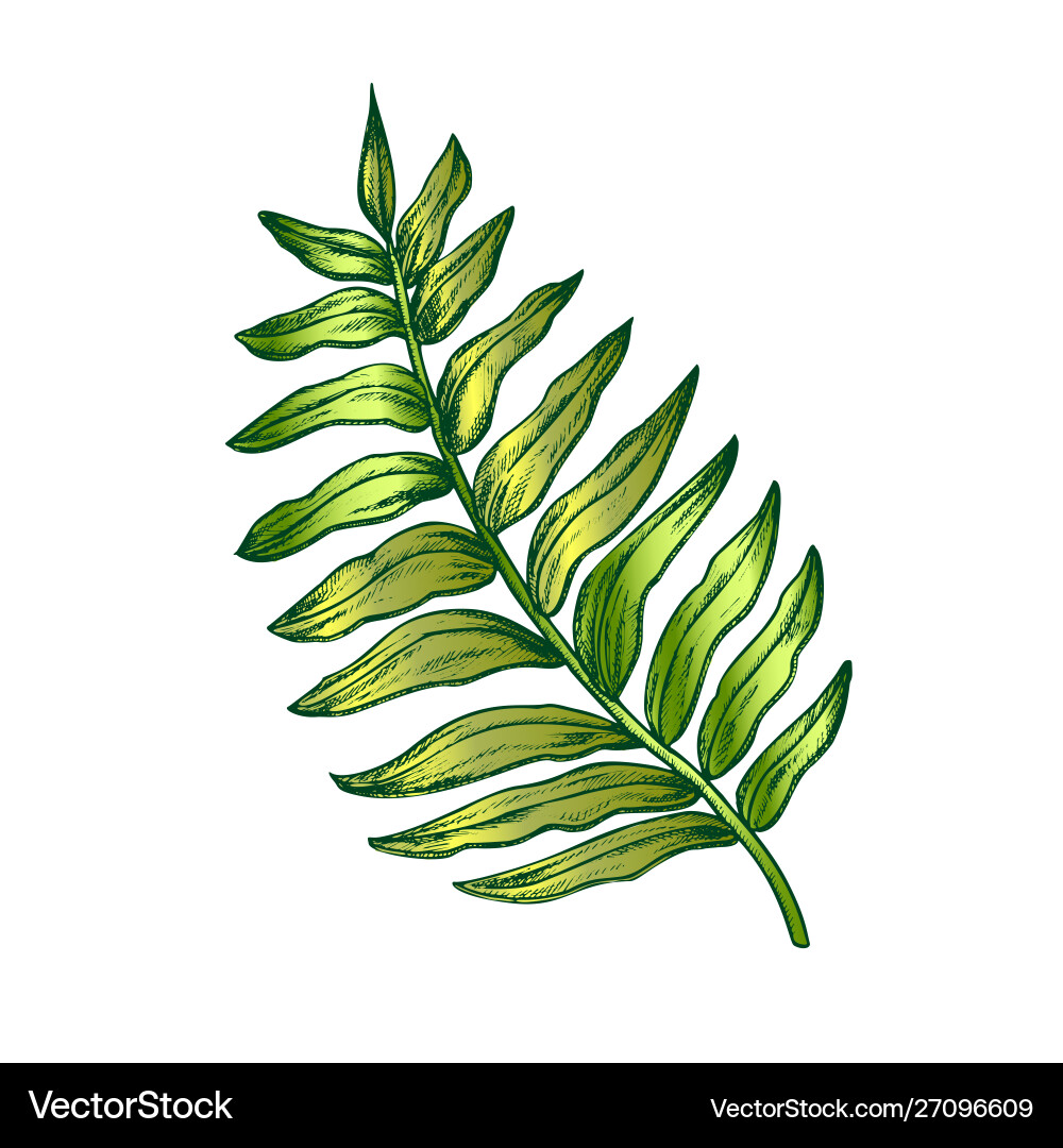 Areca palm tropical exotic leaf color hand drawn Vector Image