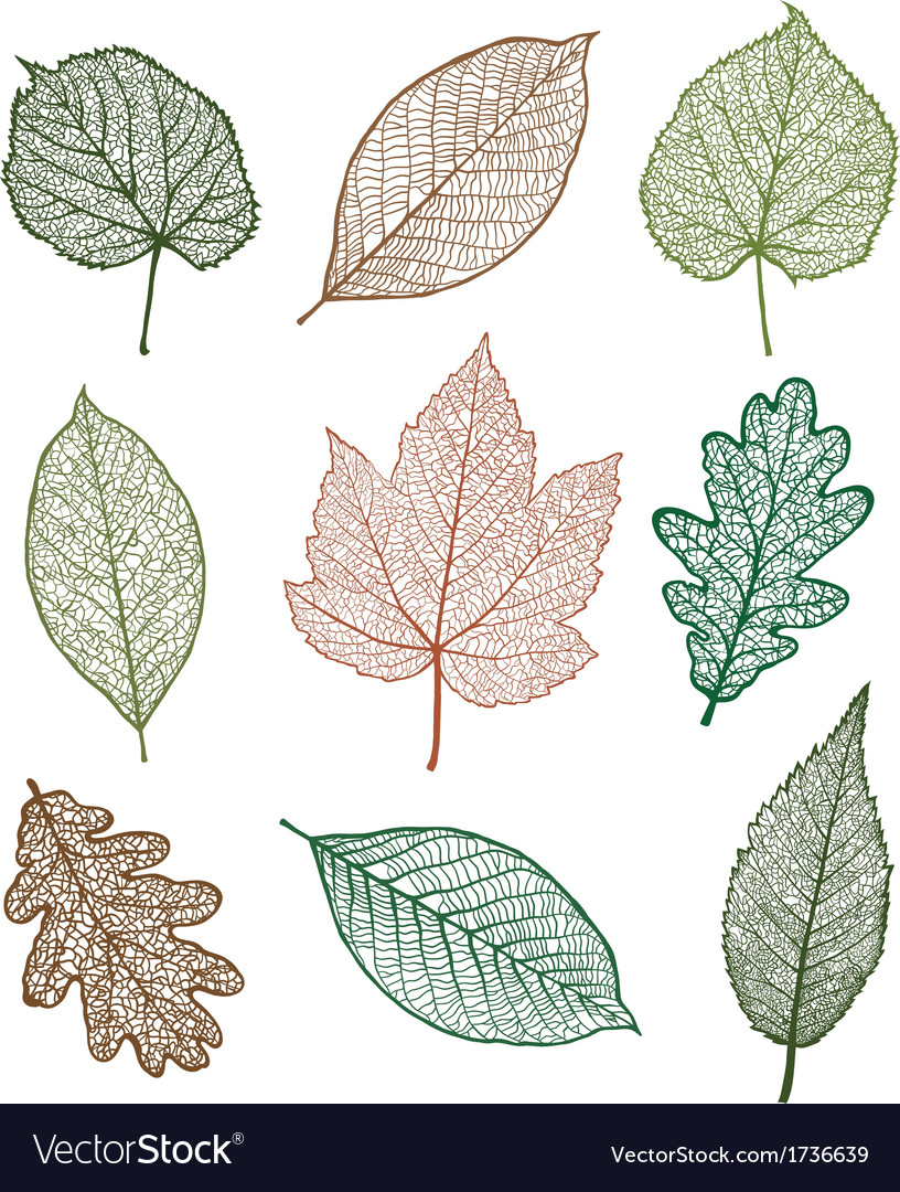 Leaf Royalty Free Vector Image - VectorStock
