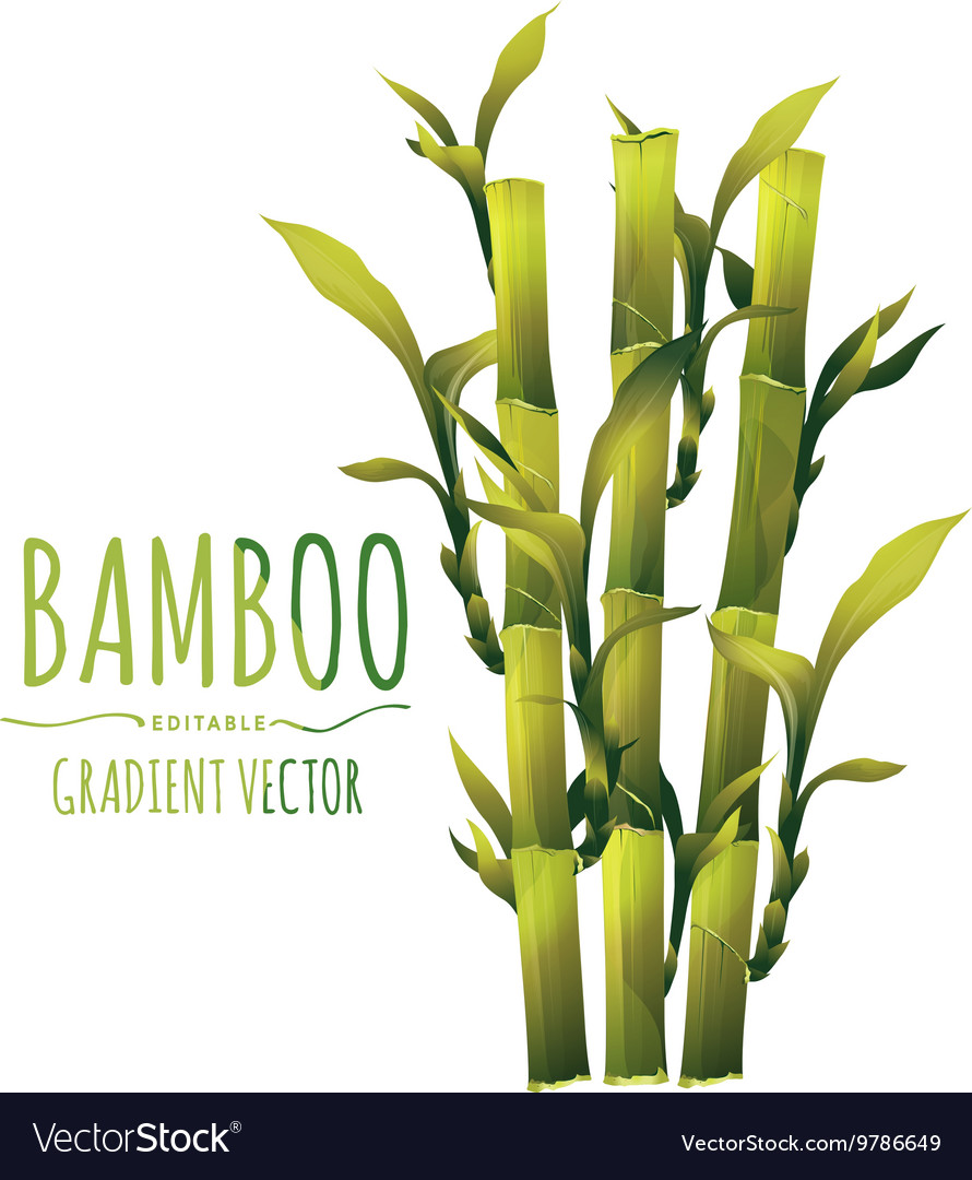 Bamboo Royalty Free Vector Image - VectorStock Bamboo Royalty Free Vector Image - VectorStock