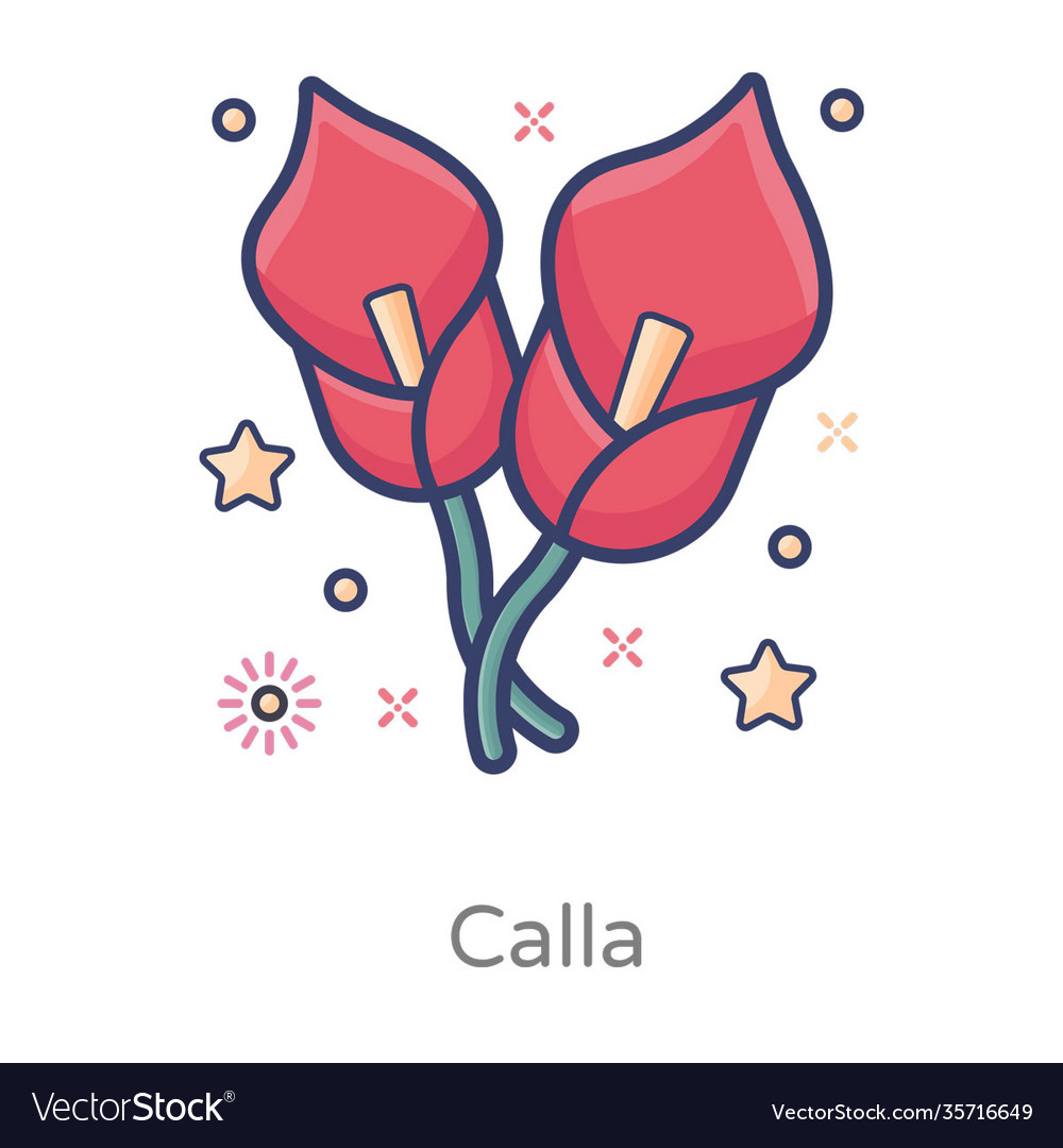 Calla Royalty Free Vector Image - VectorStock