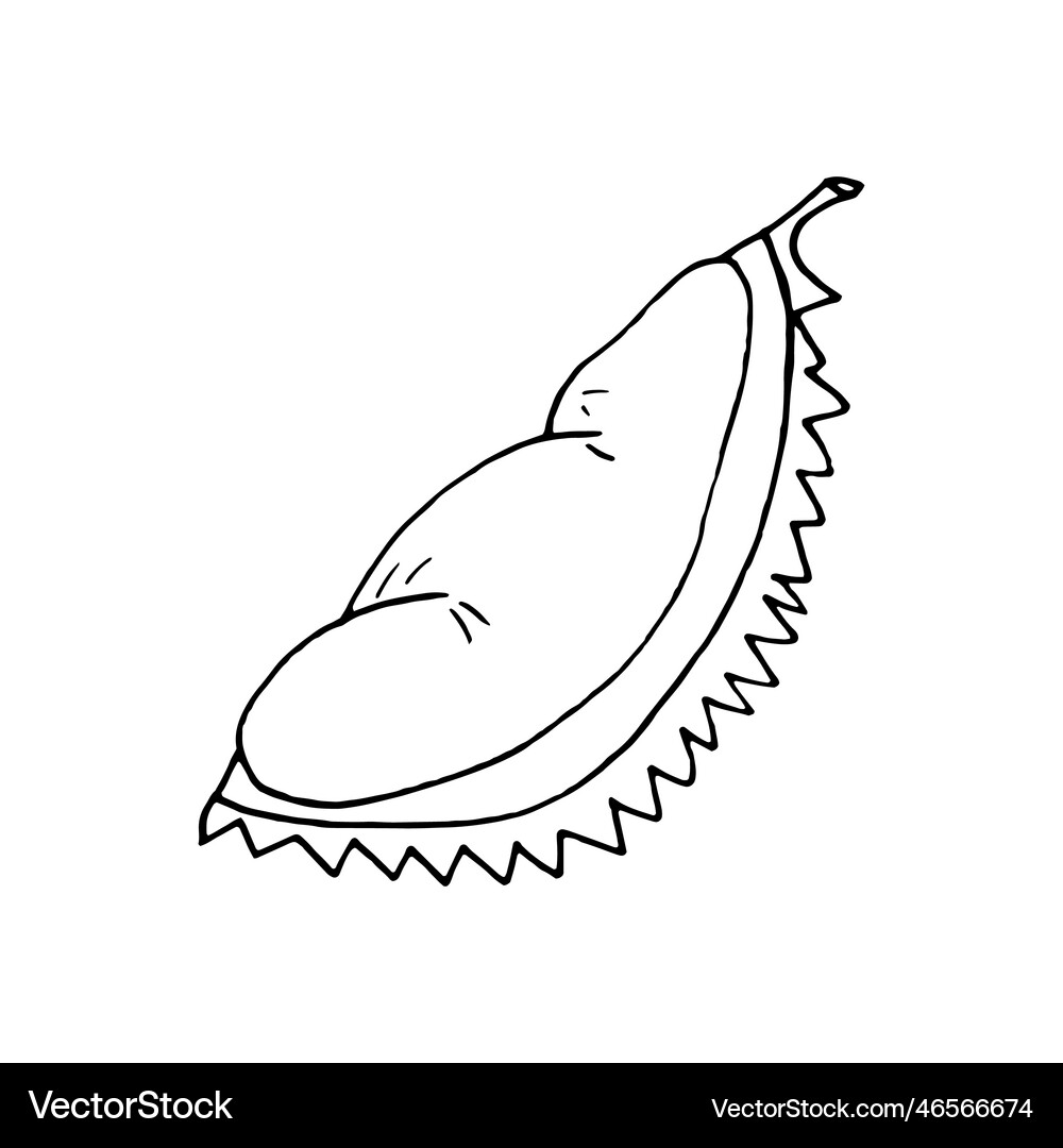 Durian fruit piece hand drawn in doodle style Vector Image