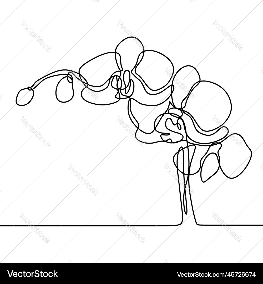Hand drawn orchid flower one line drawing Vector Image