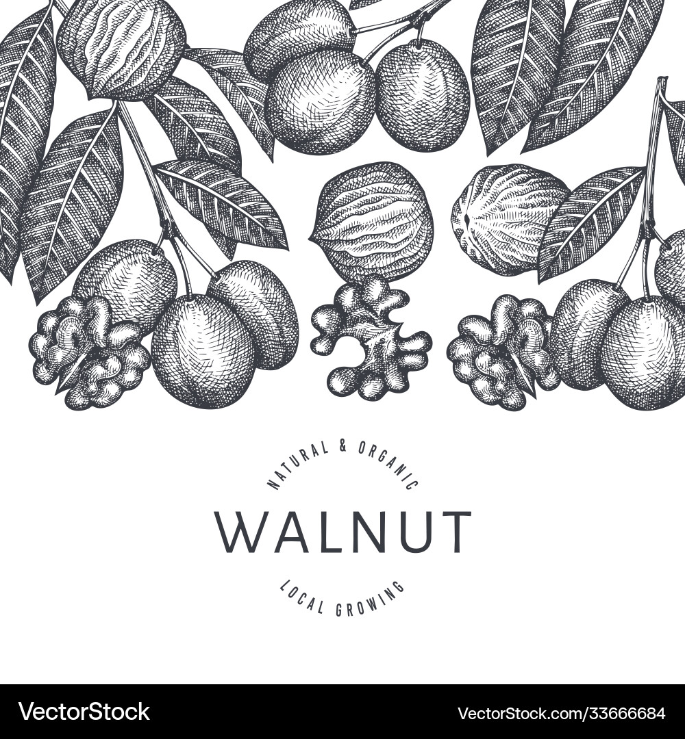 Hand drawn sketch walnut design template organic Vector Image