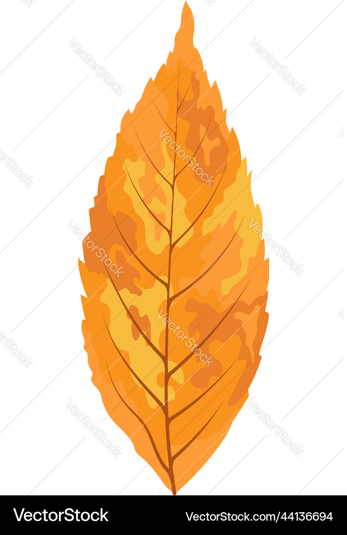 Ash-tree leaf Royalty Free Vector Image - VectorStock