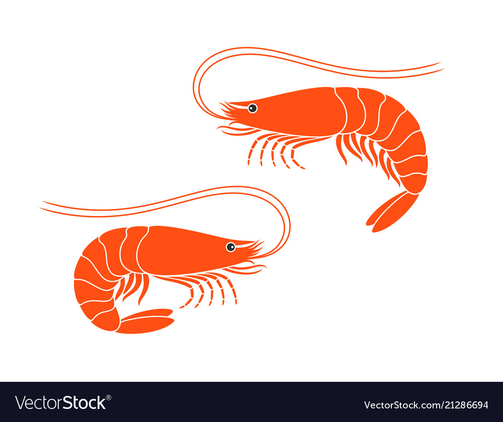 Shrimp Royalty Free Vector Image - VectorStock