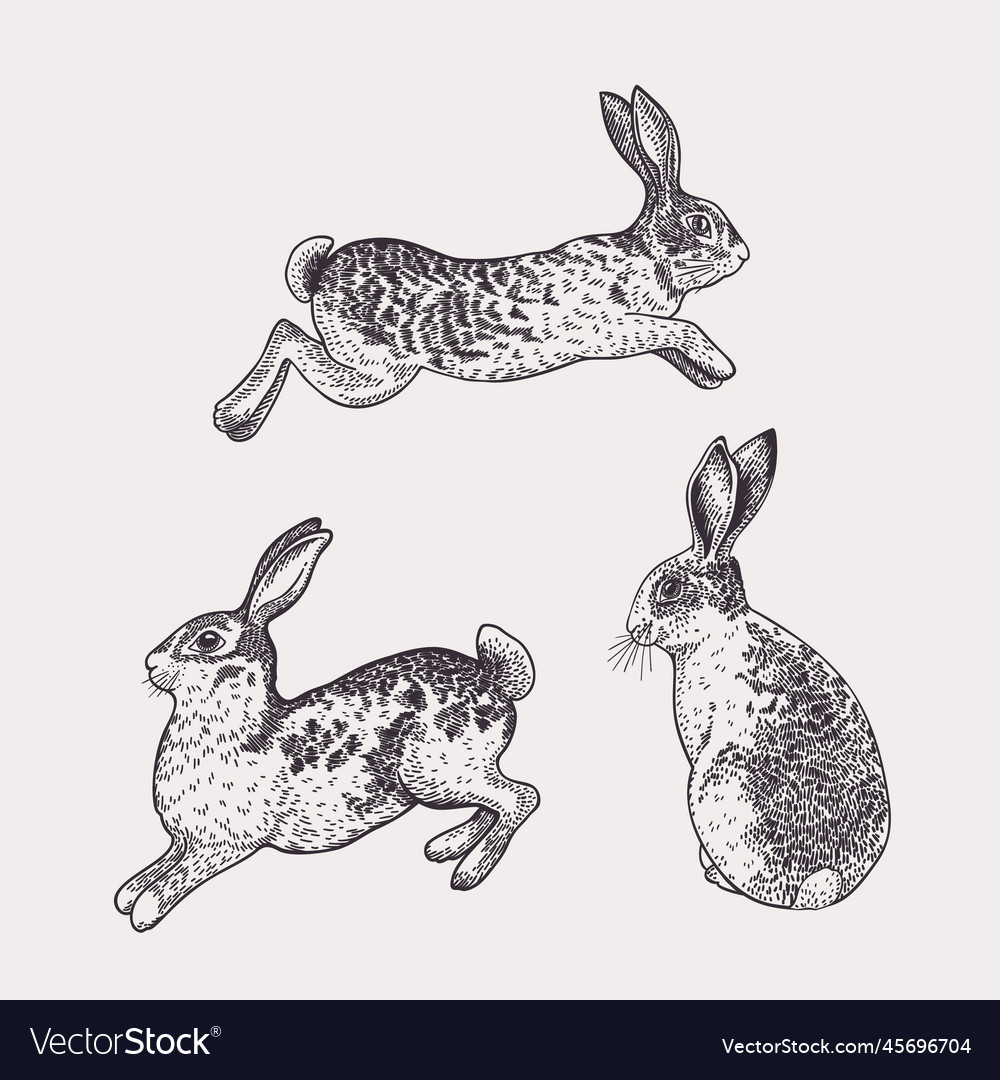 Set with three rabbits drawing Royalty Free Vector Image