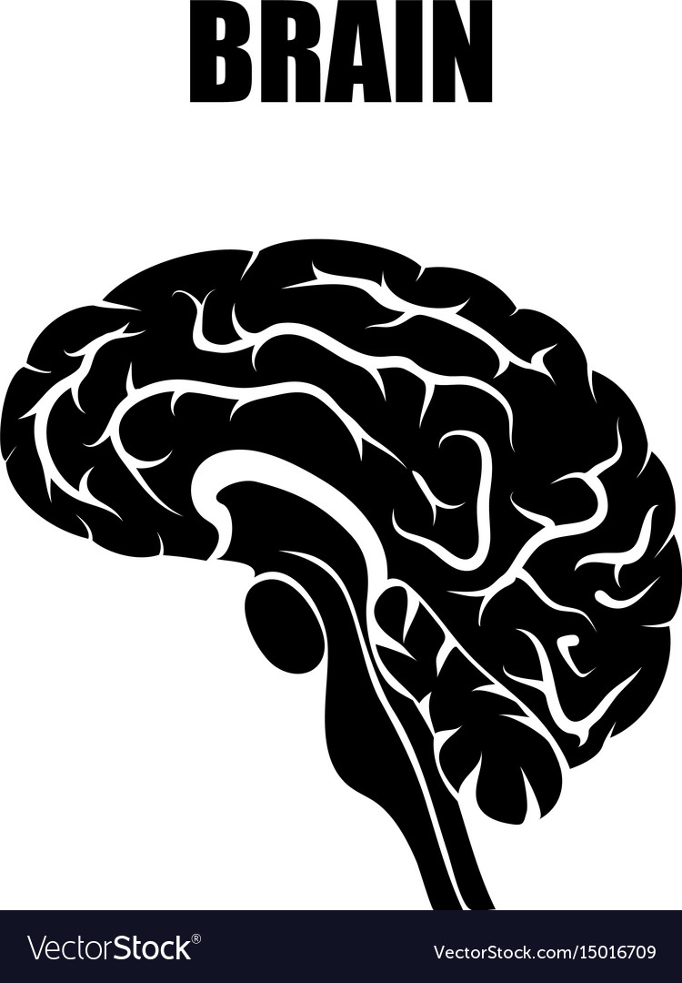 Brain Royalty Free Vector Image - VectorStock