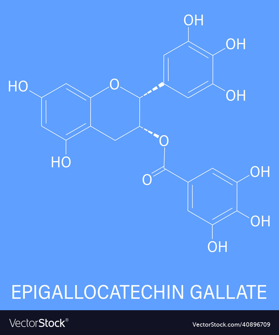 Epigallocatechin gallate or egcg molecule Vector Image