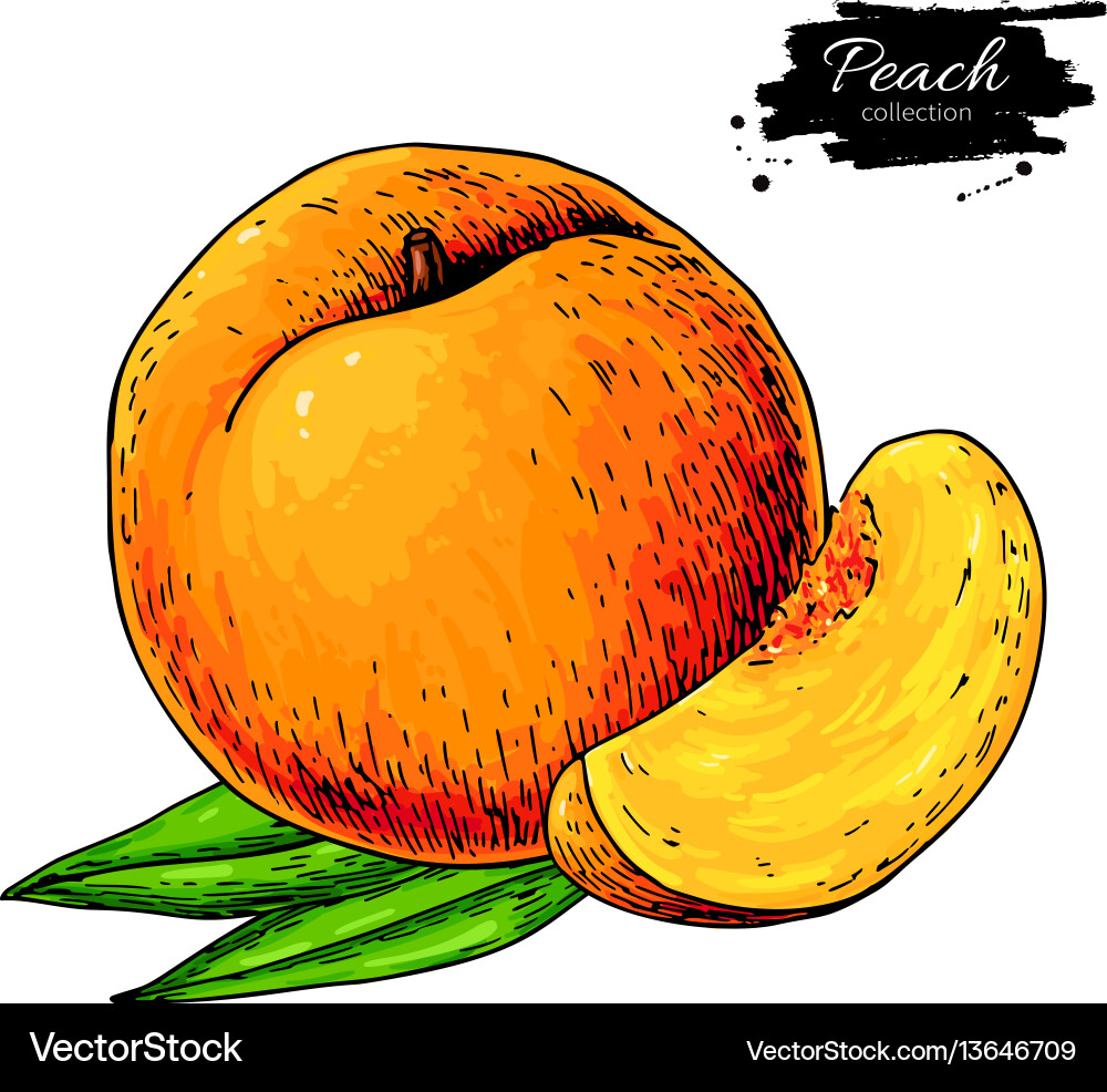 Peach drawing isolated hand drawn Royalty Free Vector Image