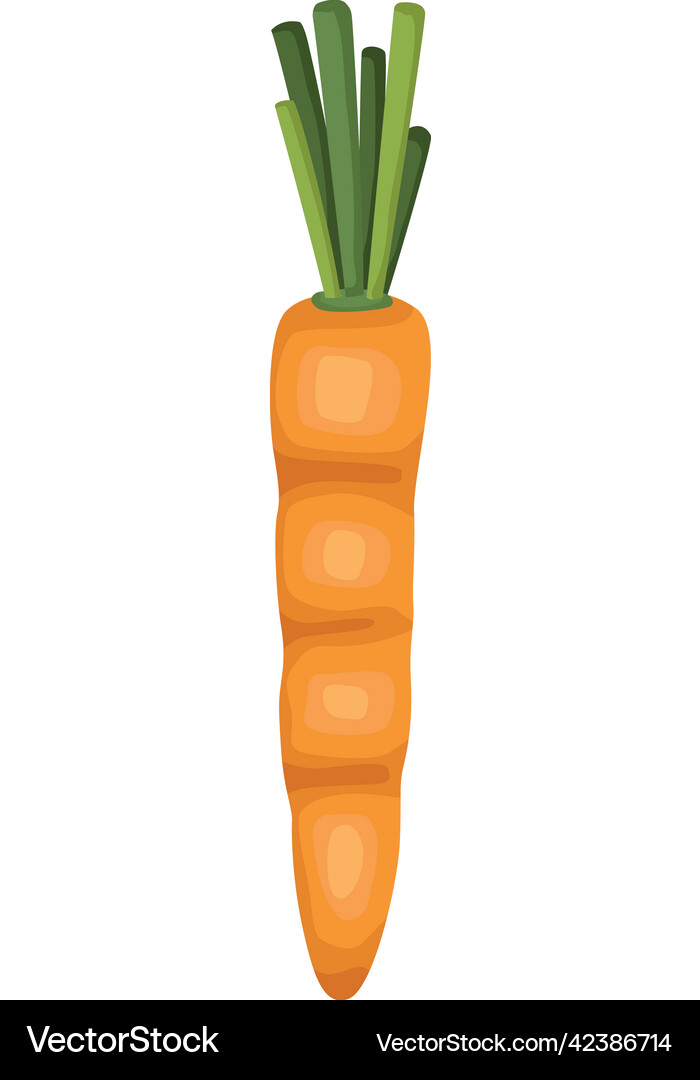 Fresh carrot vegetable Royalty Free Vector Image