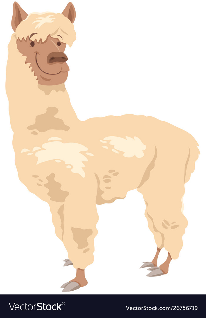 Funny llama character cartoon Royalty Free Vector Image