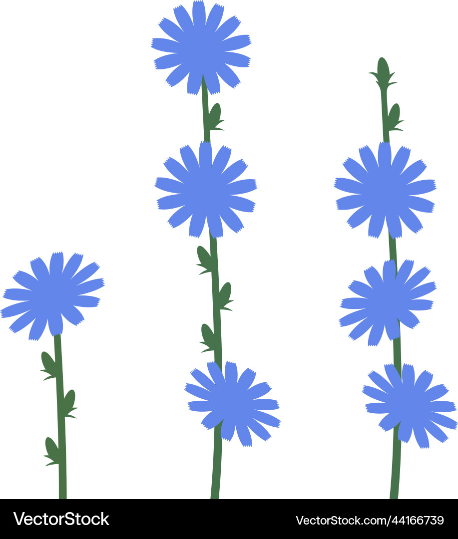 Chicory flower Royalty Free Vector Image - VectorStock
