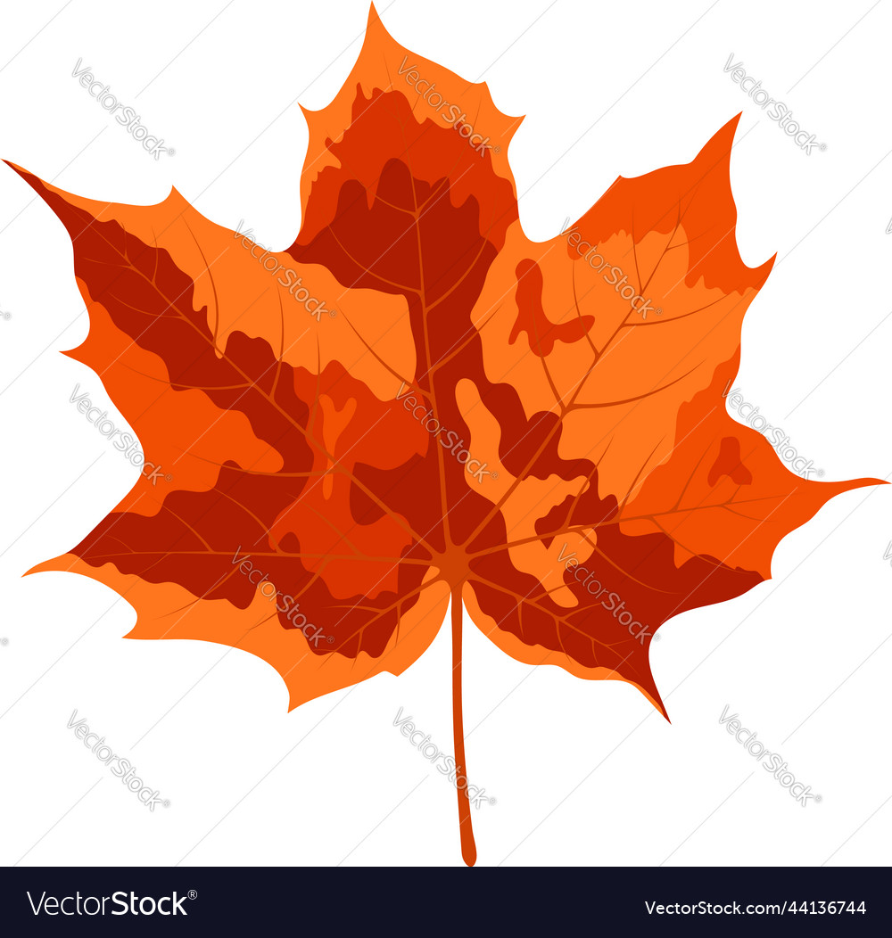 Autumn maple leaf Royalty Free Vector Image - VectorStock