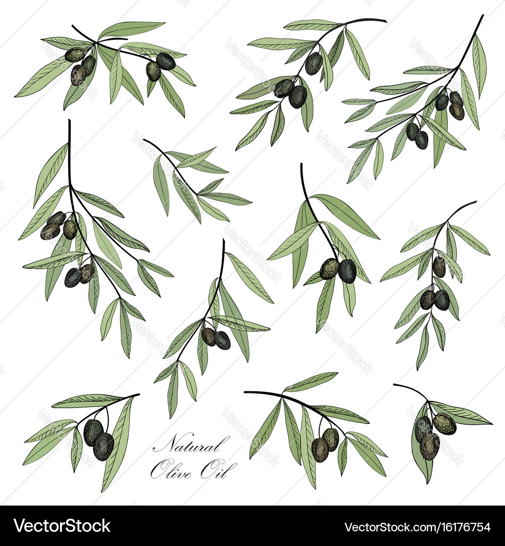 Olive hand drawn olive branch set stylish design Vector Image