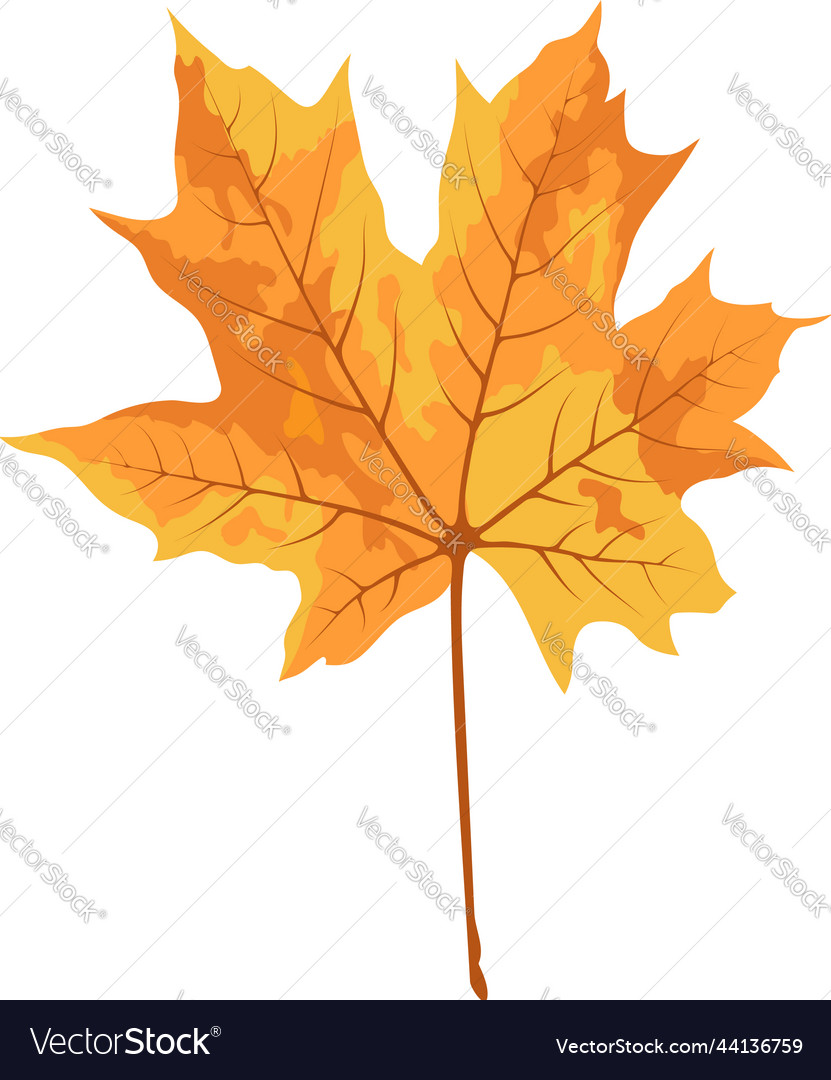 Autumn maple leaf Royalty Free Vector Image - VectorStock