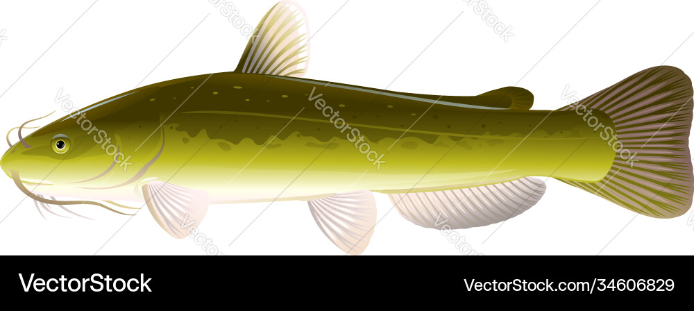 Channel catfish isolated Royalty Free Vector Image