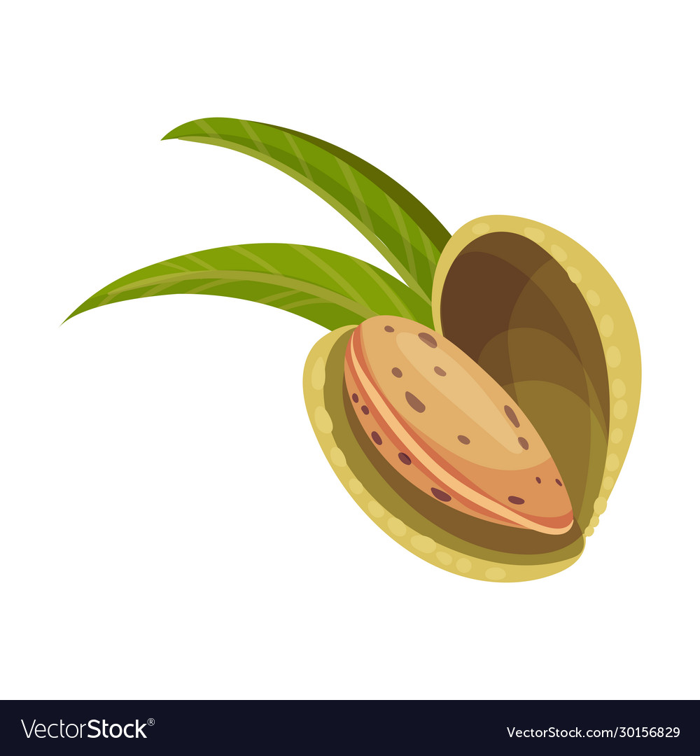 Whole almond kernel with split nutshell Royalty Free Vector