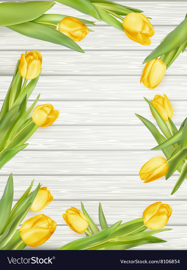 Yellow tulips with copy space eps 10 Royalty Free Vector