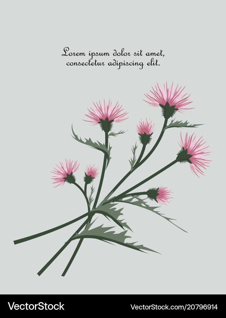 Thistle with leaves Royalty Free Vector Image - VectorStock