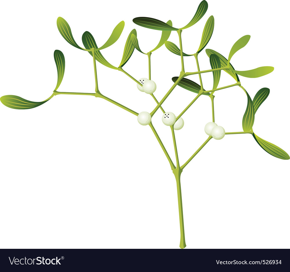 Mistletoe Royalty Free Vector Image - VectorStock