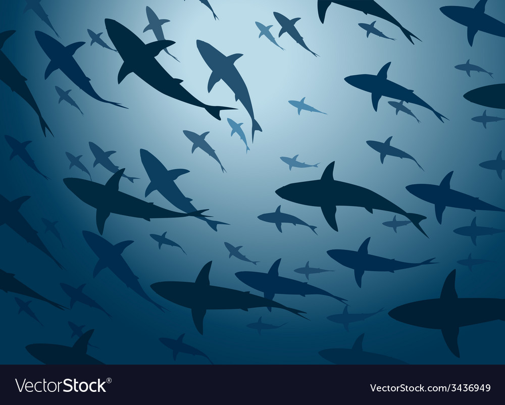 Shark school Royalty Free Vector Image - VectorStock