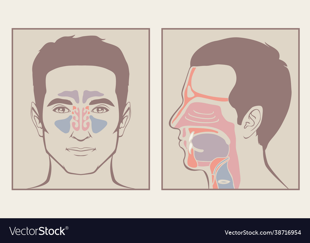 Nose throat anatomy Royalty Free Vector Image - VectorStock Nose throat anatomy Royalty Free Vector Image - VectorStock