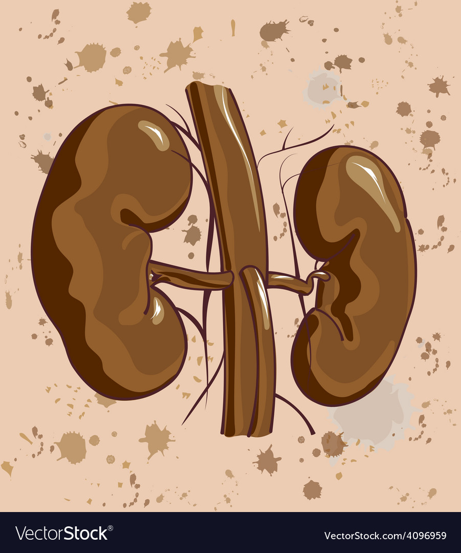 Human kidney Royalty Free Vector Image - VectorStock