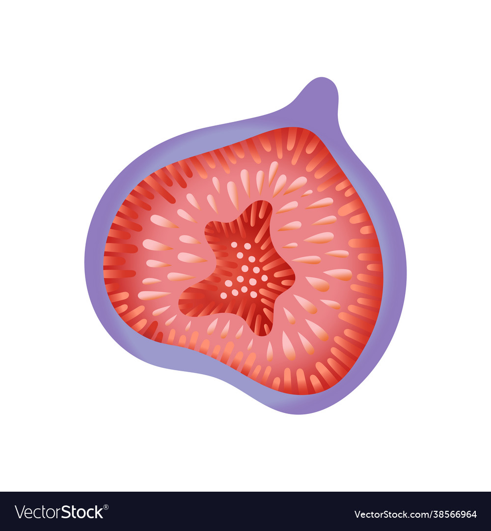 Halved fig fruit element simple Royalty Free Vector Image