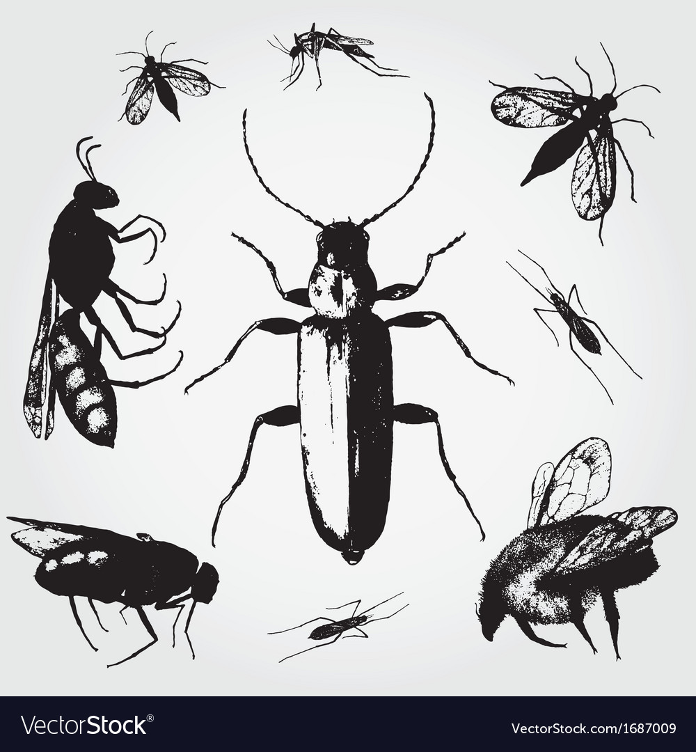 Insect Royalty Free Vector Image - VectorStock