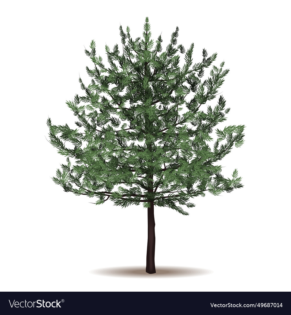 Forest pine tree realistic Royalty Free Vector Image