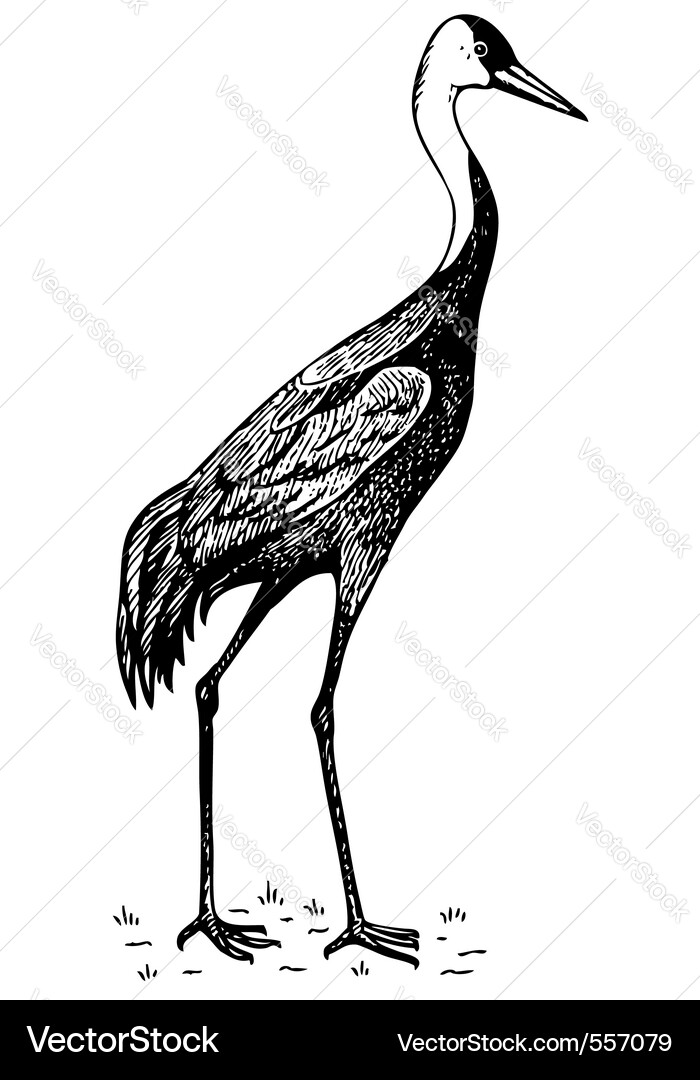 Bird Royalty Free Vector Image - VectorStock