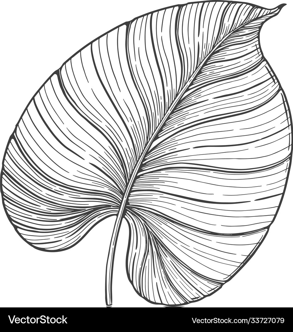 Tropical plant philodendron leaf line art hand Vector Image