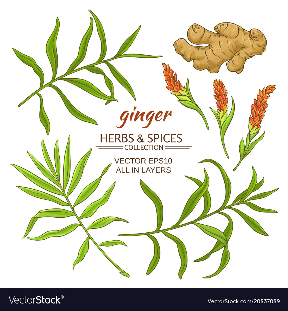 Ginger elements set Royalty Free Vector Image - VectorStock