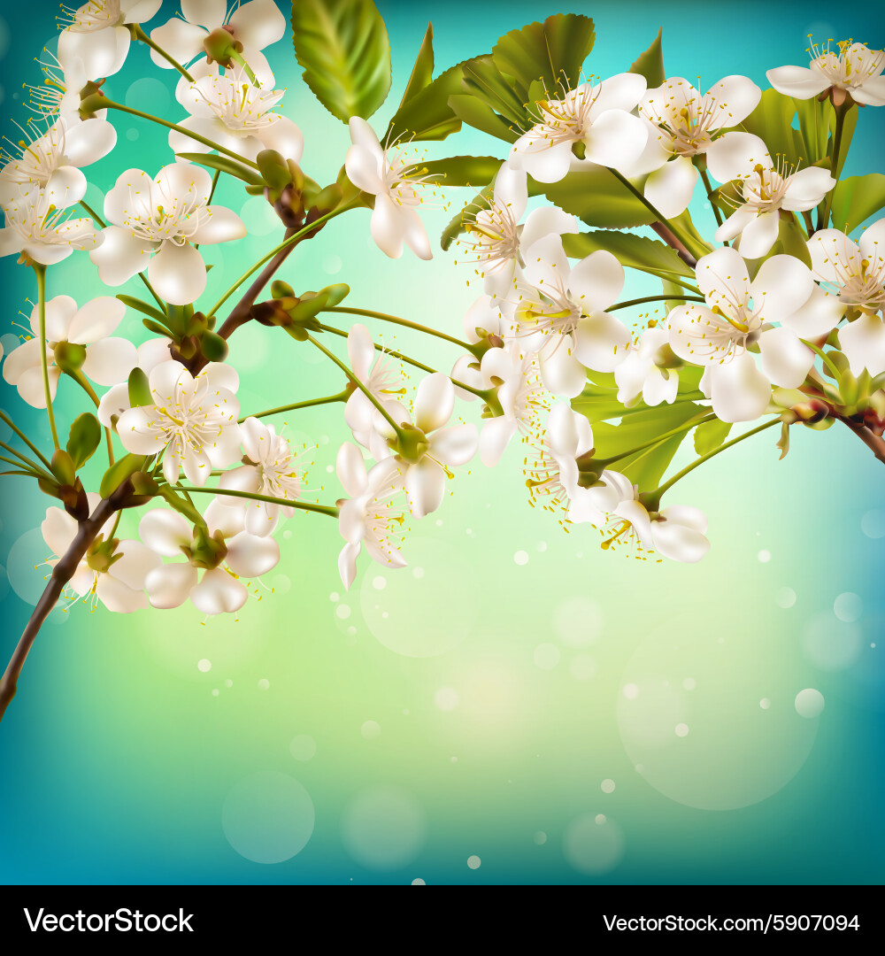 Cherry flower blossom on blue background eps 10 Vector Image