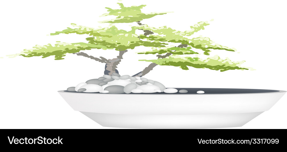 A bonsai tree in flower pot on white background Vector Image